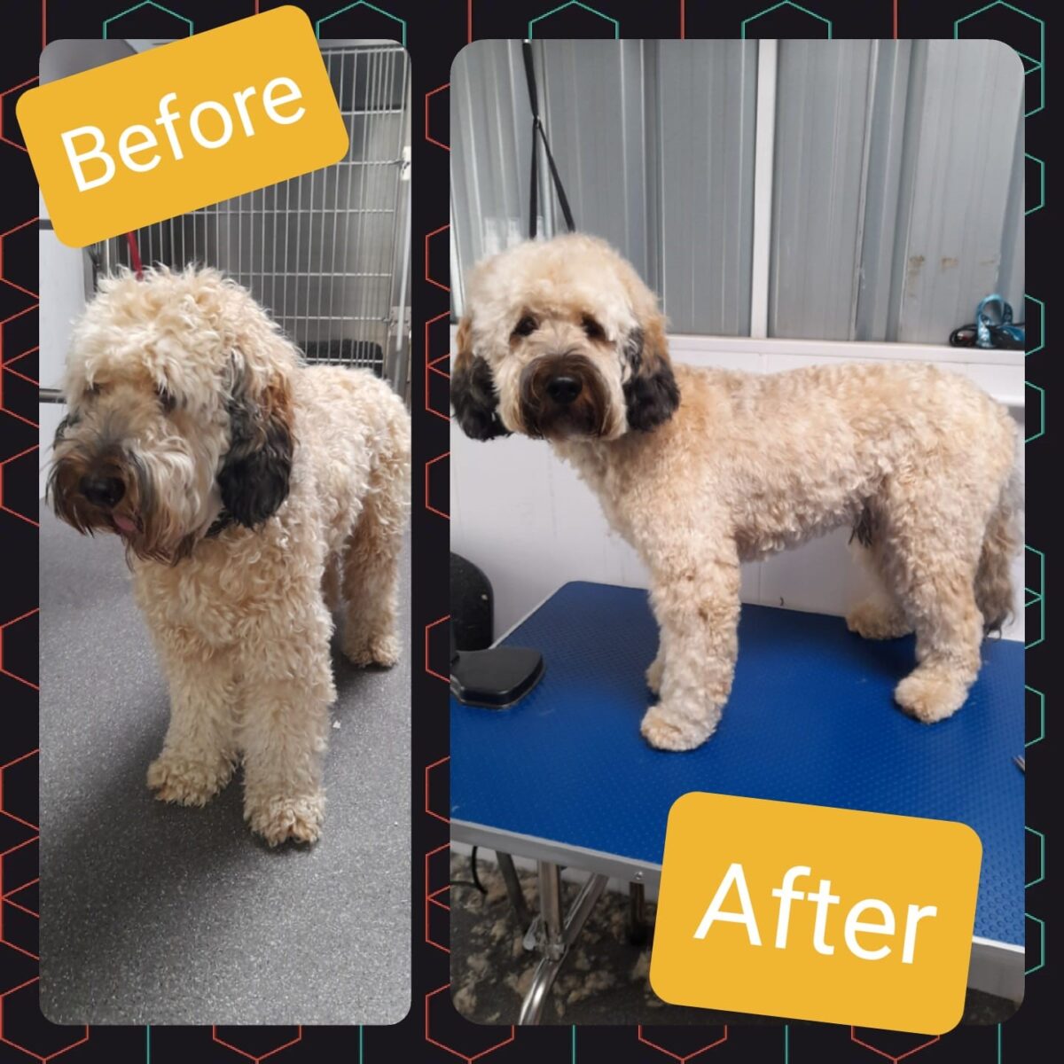 Glasslyn Fluff & Buff Grooming | Glasslyn Veterinary Surgery