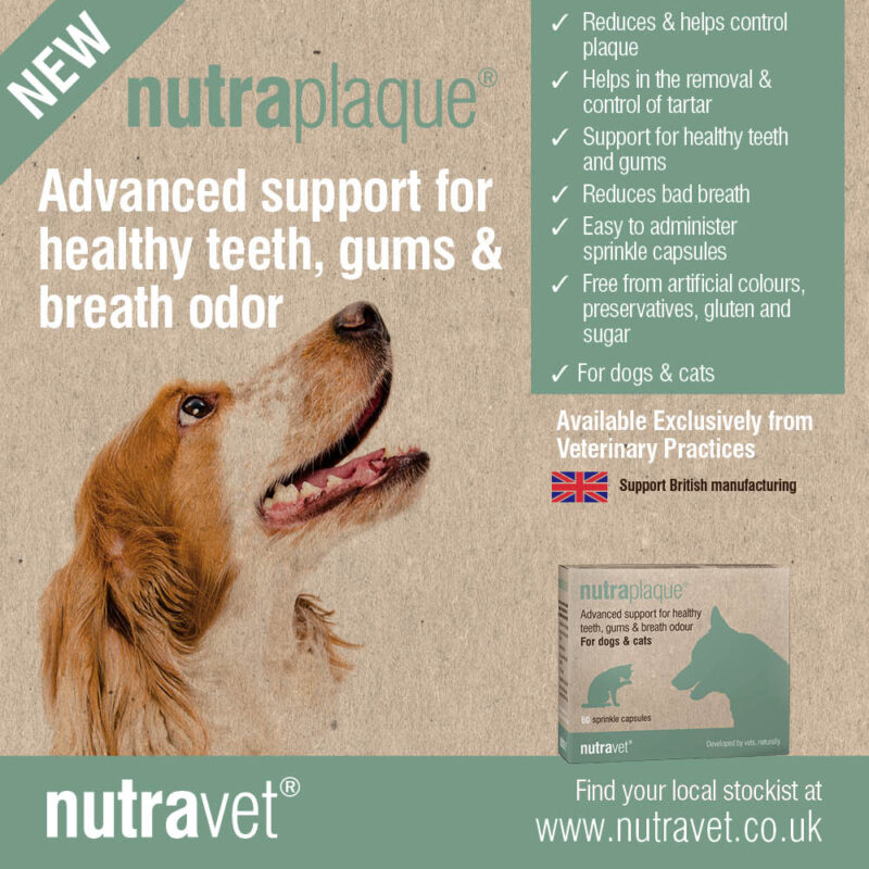 Nutracalm 60 capsules | Glasslyn Veterinary Surgery
