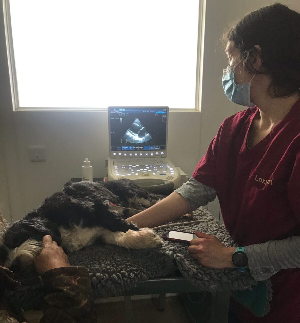 Pet Cardiologist Services – Glasslyn Veterinary Surgery