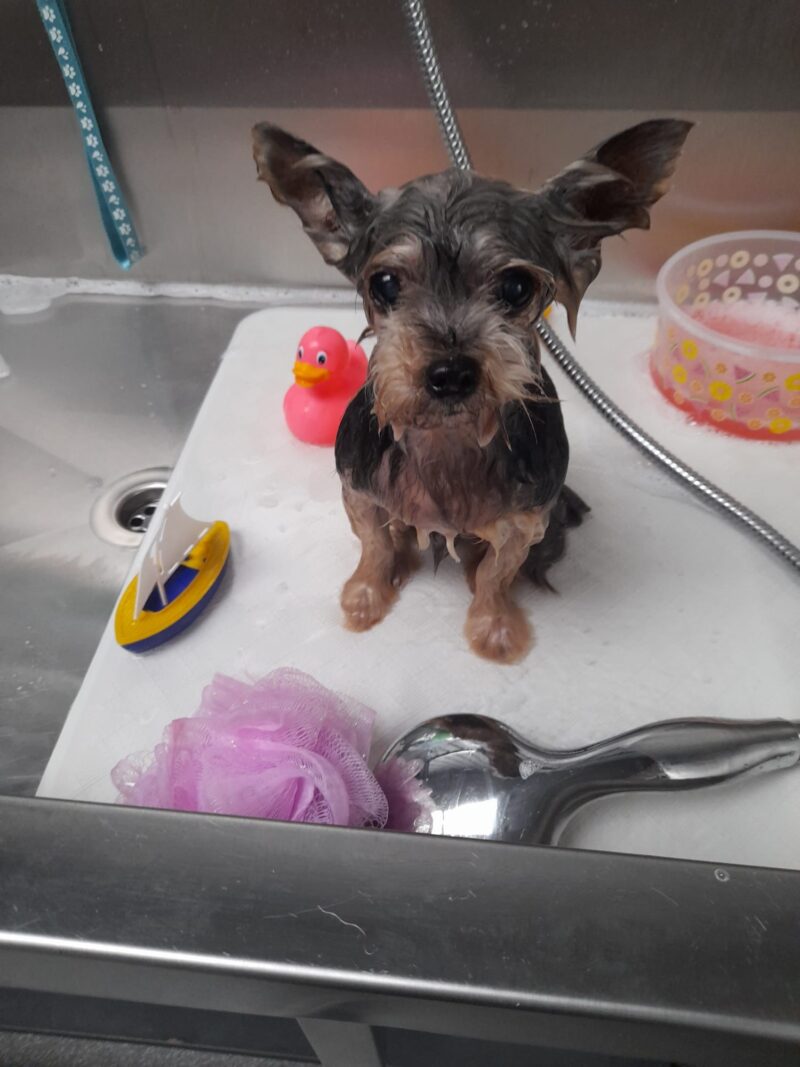 Glasslyn Fluff & Buff Grooming – Glasslyn Veterinary Surgery